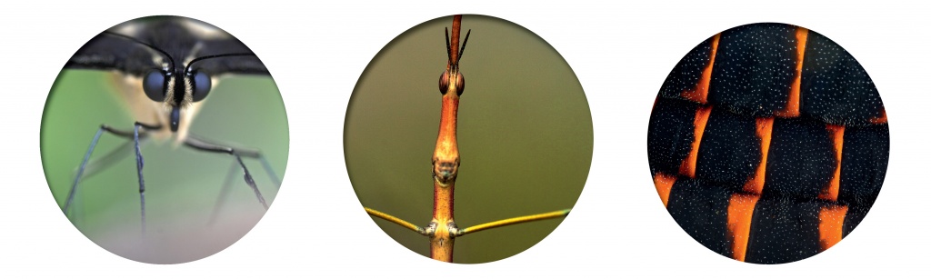 Workshop – Insect bio-inspired microtechnology – Intelligence des ...