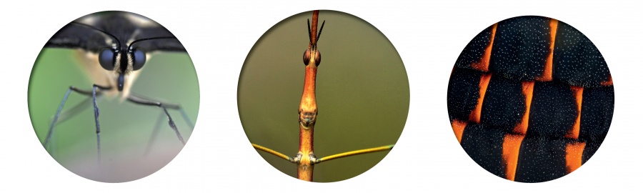 Workshop – Insect bio-inspired microtechnology – Intelligence des ...